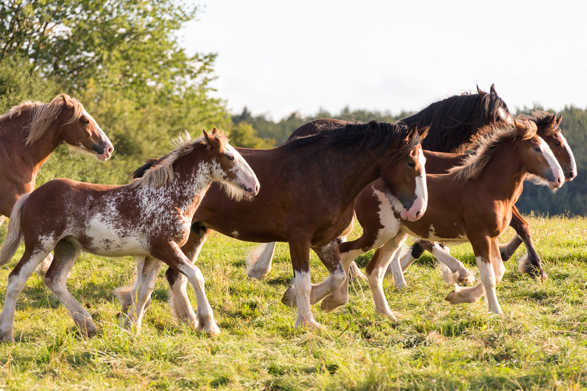 Products – Page 2 – Clydesdale Outpost